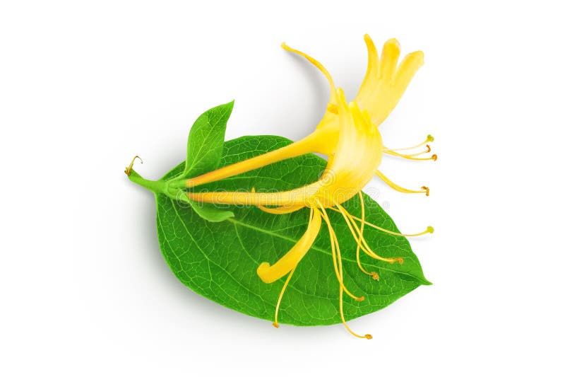 Honeysuckle Flower Isolated on White Background with Full Depth of ...