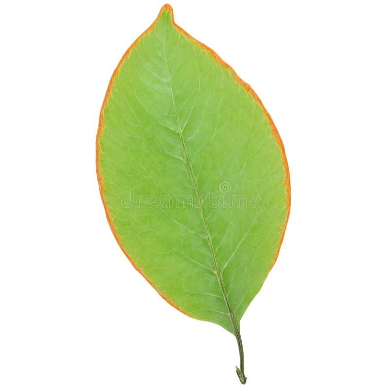 Honeysuckle Leaf Oval Orange Leaf with Smooth Edges and a Slightly Wavy ...