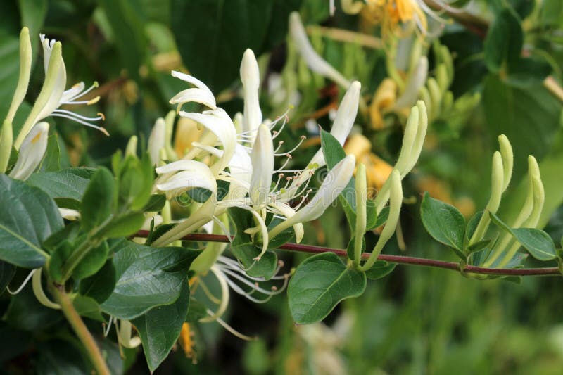 A Honeysuckle (Lonicera) Bush is Blooming in the Garden Stock Image ...