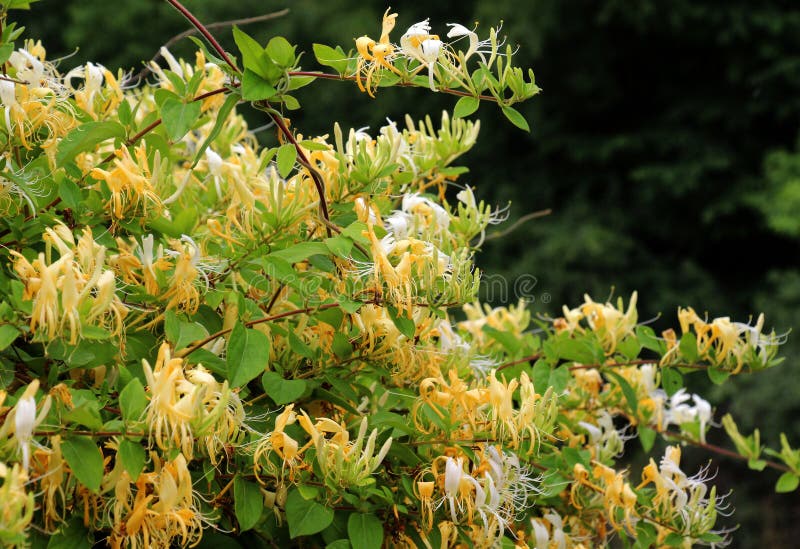 A Honeysuckle (Lonicera) Bush is Blooming in the Garden Stock Image ...
