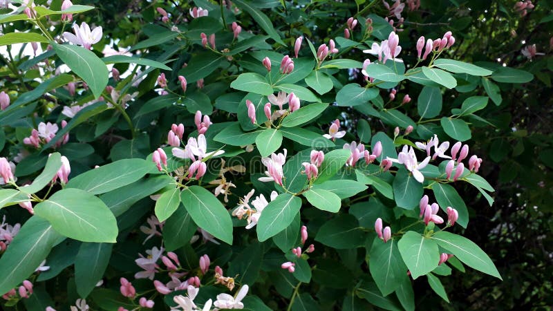 Honeysuckle. Spring Flowers. Blooming Green Bush Stock Photo - Image of ...