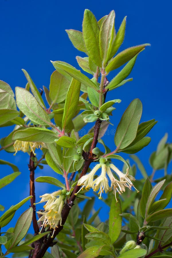 Honeysuckles Flowers on the Sky Background Stock Photo - Image of blue ...