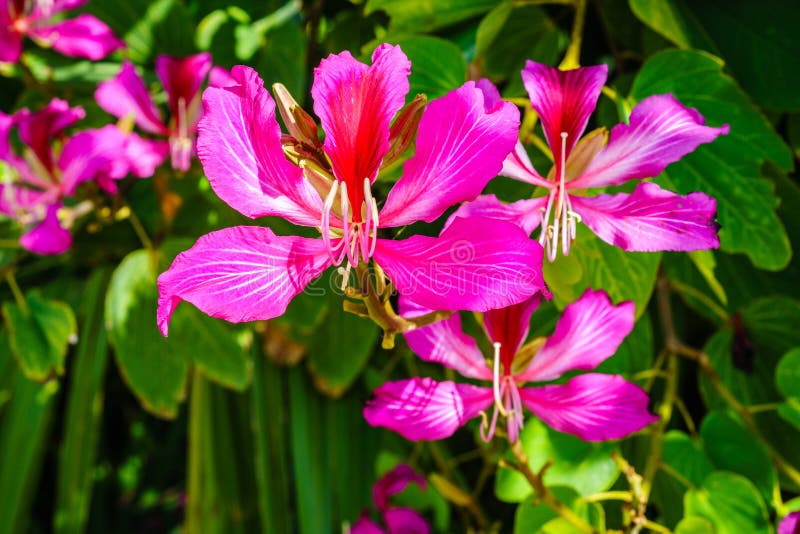 Hong Kong Orchid Tree stock image. Image of tropical - 349226515