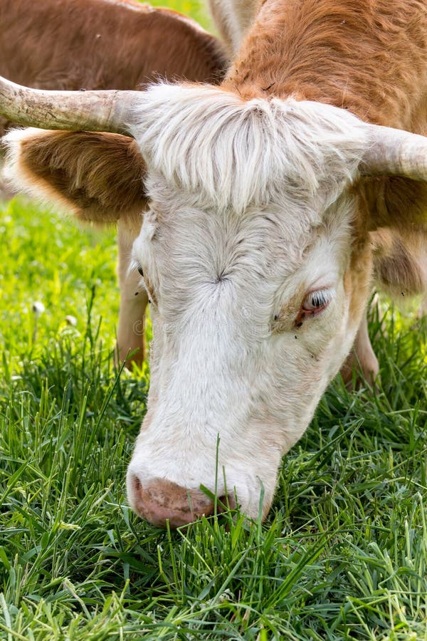 Hongaarse koe stock foto. Image of begrazing, hongaars - 55243354