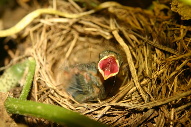 Hongerig Jong Vogeltje! - Open Snavel Stock Foto - Image of dieren ...