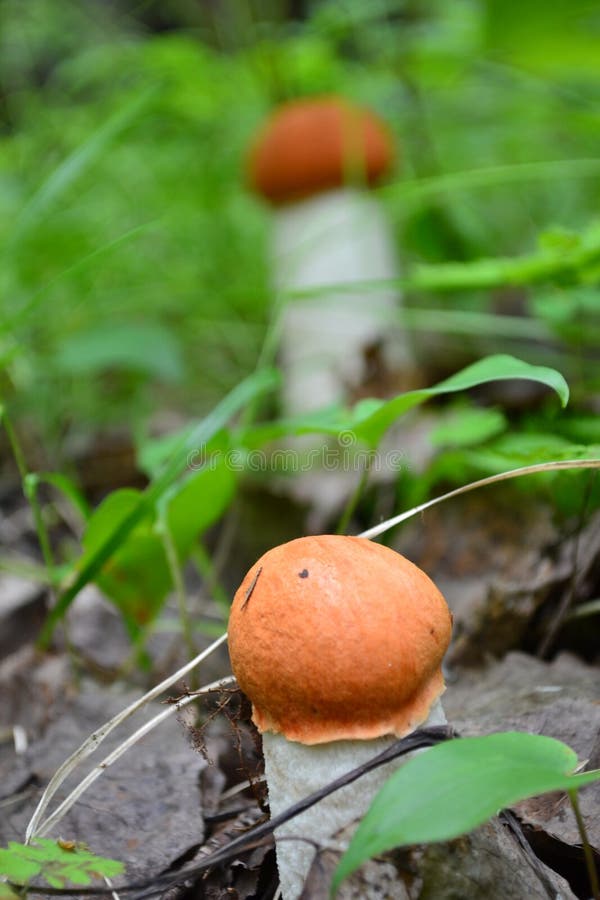 Hongo foto de archivo. Imagen de seta, generosidad, hongo - 112749644