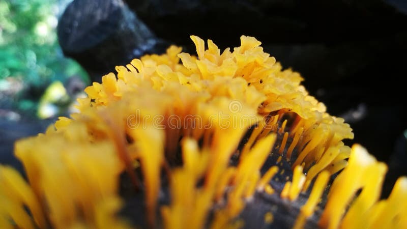 Hongo amarillo brillante imagen de archivo. Imagen de yarda - 184802585