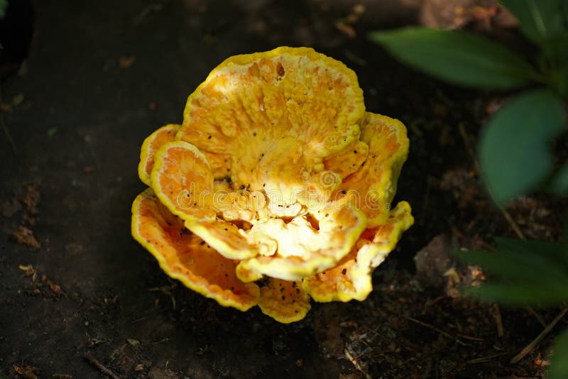 Hongo amarillo del árbol imagen de archivo. Imagen de cubo - 50665723