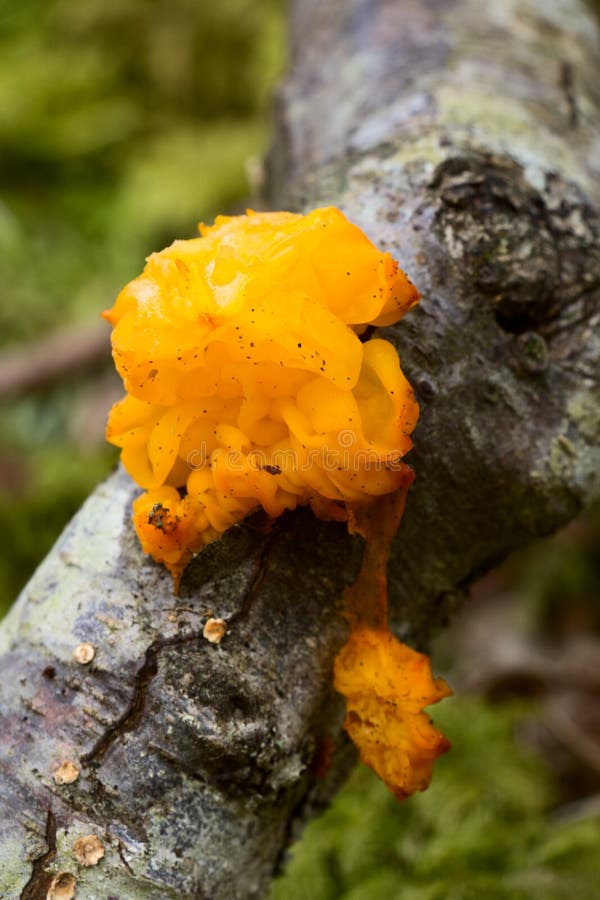Hongo Amarillo Del Cerebro Fotos de stock - Fotos libres de regalías de ...