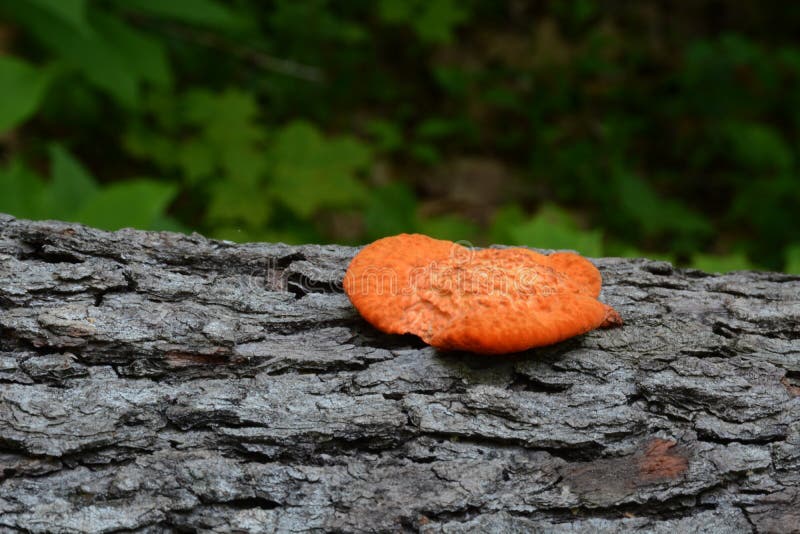 Hongo Anaranjado En La Madera Foto de archivo - Imagen de hongos, color ...