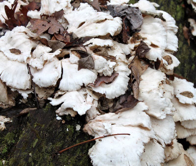 Hongo blanco imagen de archivo. Imagen de hongo, setas - 13575133