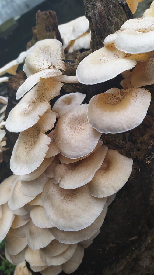 Hongo blanco hongo 11 imagen de archivo. Imagen de producto - 211001657