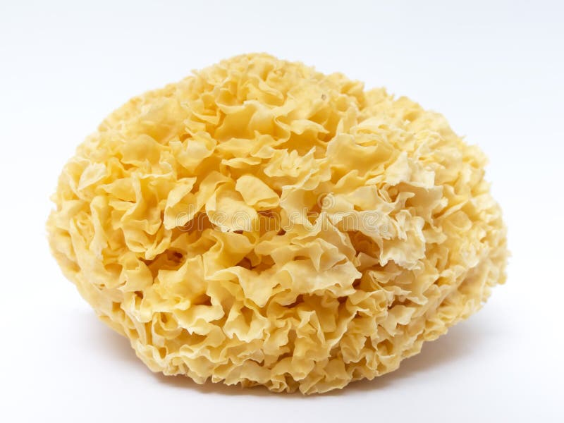 Hongo blanco comestible imagen de archivo. Imagen de seta - 32643283