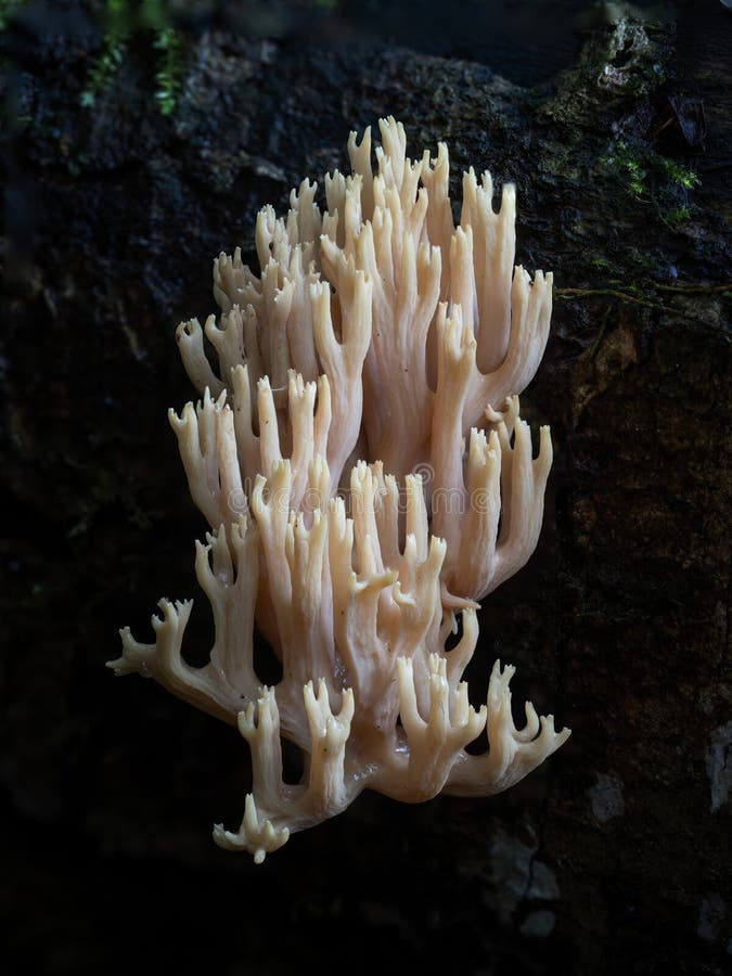 Hongo De Coral. Clavulina. Uk. Foto de archivo - Imagen de hongo, macro ...