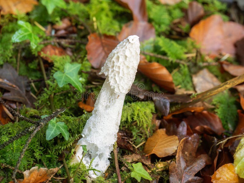 Hongo De Hongo De Hongo De Estinkhorn Aka Phallus Impudicus. Imagen de ...