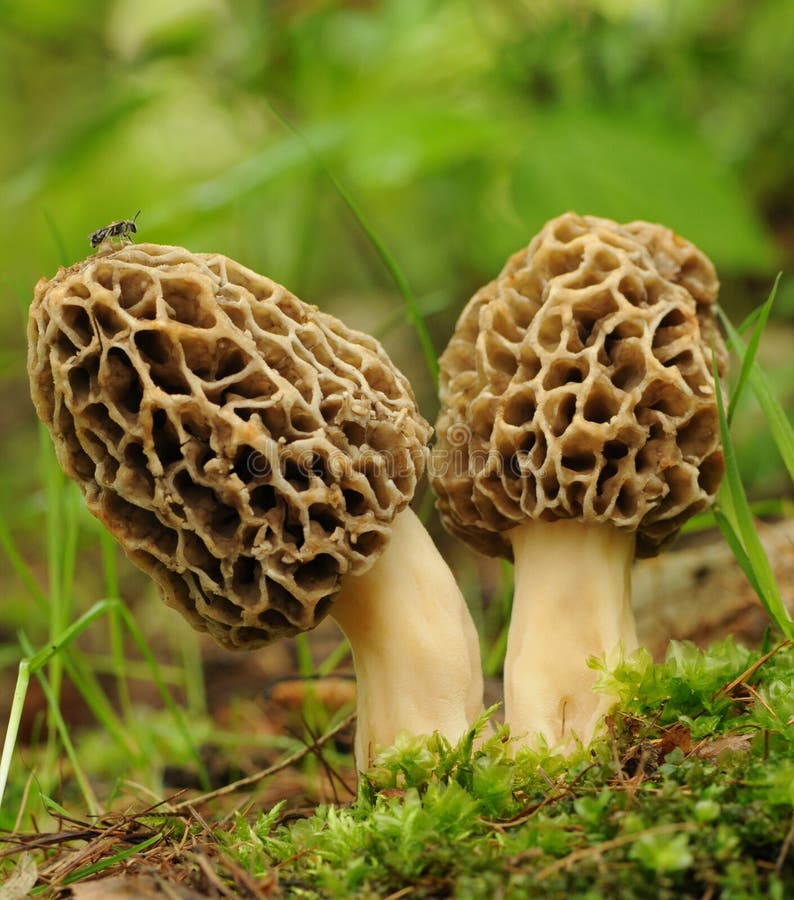 Hongo De La Morilla Común (Morchella Esculenta) Foto de archivo ...