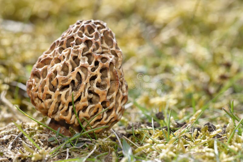 Hongo de la morilla foto de archivo. Imagen de salvaje - 148274512