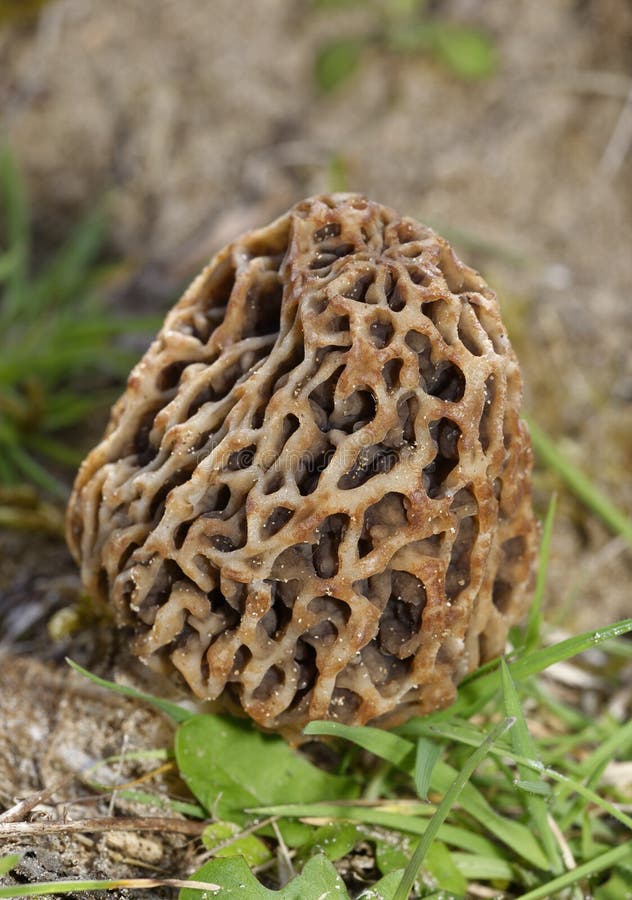 Hongo de la morilla foto de archivo. Imagen de cortina - 148274510
