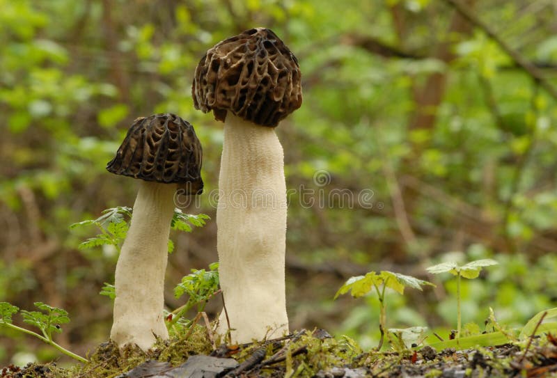 Hongo De La Morilla Negra (conica Del Morchella) Imagen de archivo ...