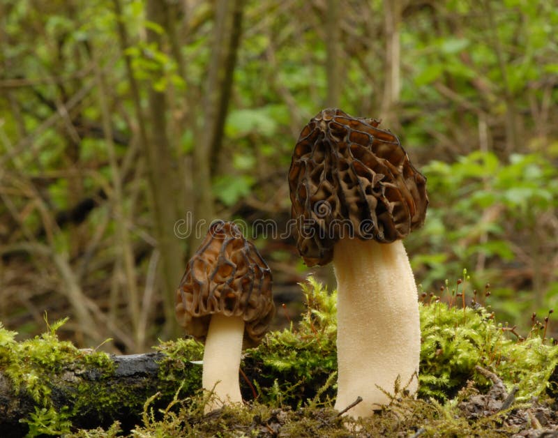 Hongo De La Morilla Negra (conica Del Morchella) Imagen de archivo ...
