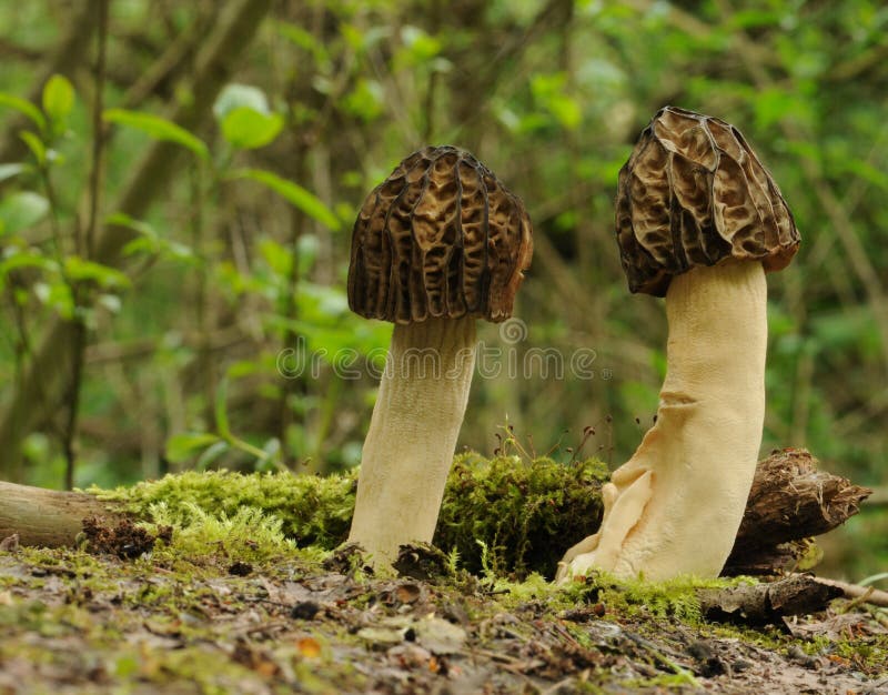 Hongo De La Morilla Negra (conica Del Morchella) Foto de archivo ...