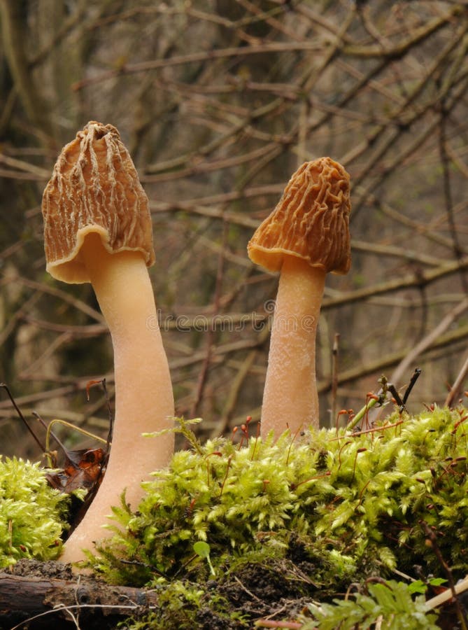 Hongo De La Morilla Temprana (bohemica De Verpa) Imagen de archivo ...