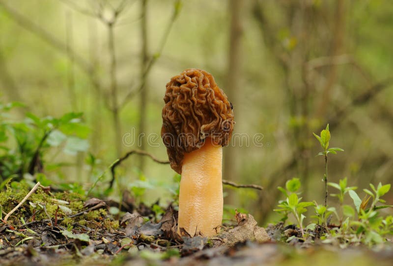 Hongo De La Morilla Temprana (bohemica De Verpa) Foto de archivo ...