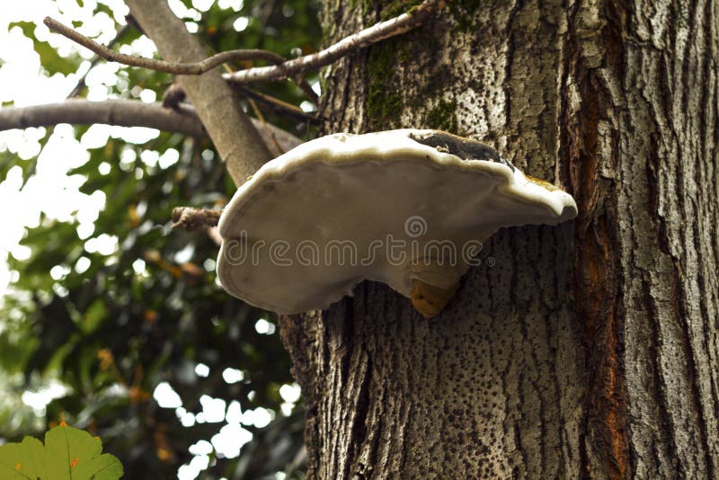 Hongo de la yesca imagen de archivo. Imagen de pila - 102891625