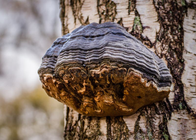 Hongo de la yesca imagen de archivo. Imagen de cubo, yesca - 86358041