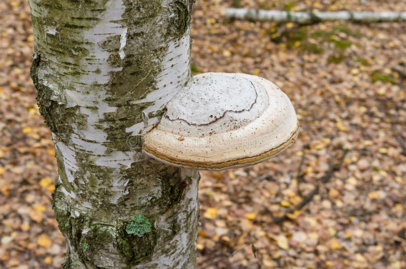 Hongo de la yesca imagen de archivo. Imagen de crecimiento - 51299719