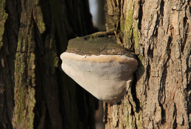 Hongo de la yesca imagen de archivo. Imagen de cubo, yesca - 86358041