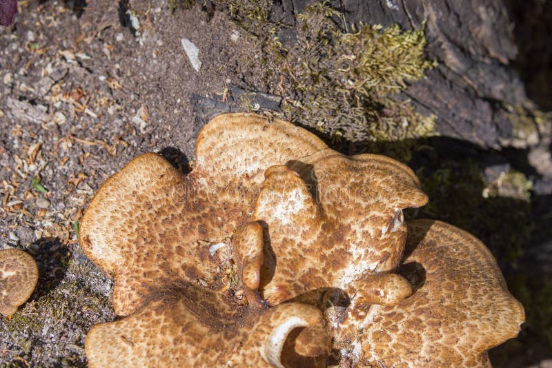 Hongo De La Yesca De La Seta Foto de archivo - Imagen de hongo, tronco ...