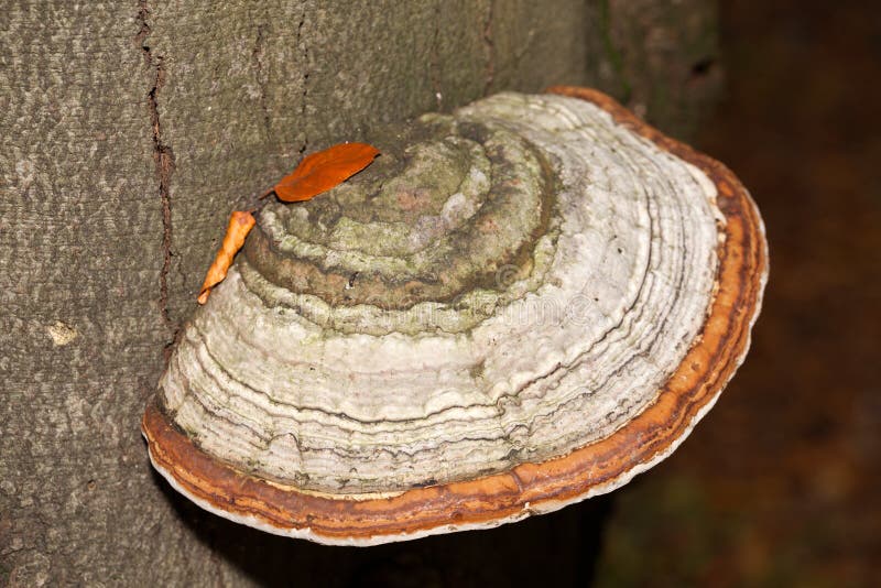 Hongo De La Yesca En Tronco De árbol Foto de archivo - Imagen de flora ...