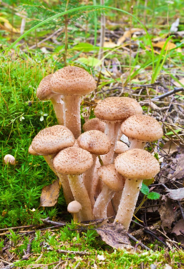 Hongo O Armillaria De Miel Un Género De Hongos Parásitos En Bosque Del ...