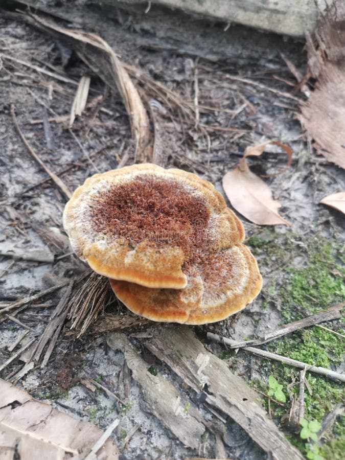Hongo De Ojo De Tigres Marrones Redondos Foto de archivo - Imagen de ...