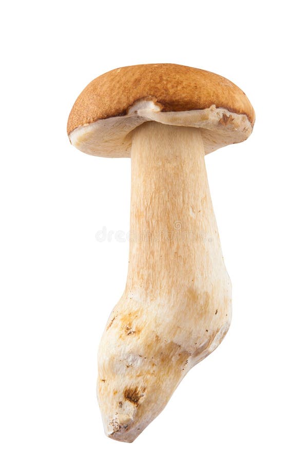 Hongo De Seta Comestible Aislado En Blanco, Tiro Del Estudio Imagen de ...