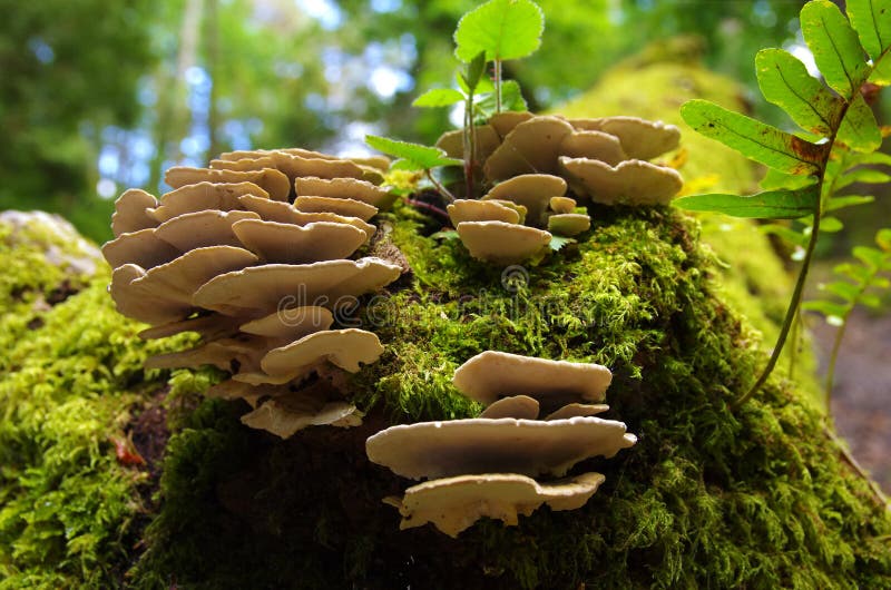 Hongo del bosque imagen de archivo. Imagen de selva, comestible - 26829821