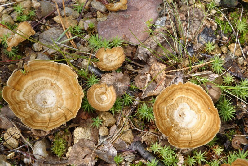 Hongo del ojo del tigre imagen de archivo. Imagen de paisaje - 133846547