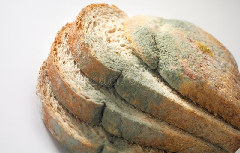 Moho en el pan foto de archivo. Imagen de hongo, putrefacto - 9754394