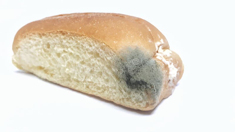 Hongo en el pan foto de archivo. Imagen de putrefacto - 9754520