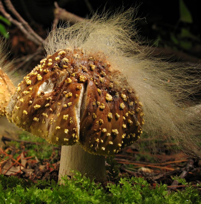Hongo sobre hongo imagen de archivo. Imagen de desgaste - 260755