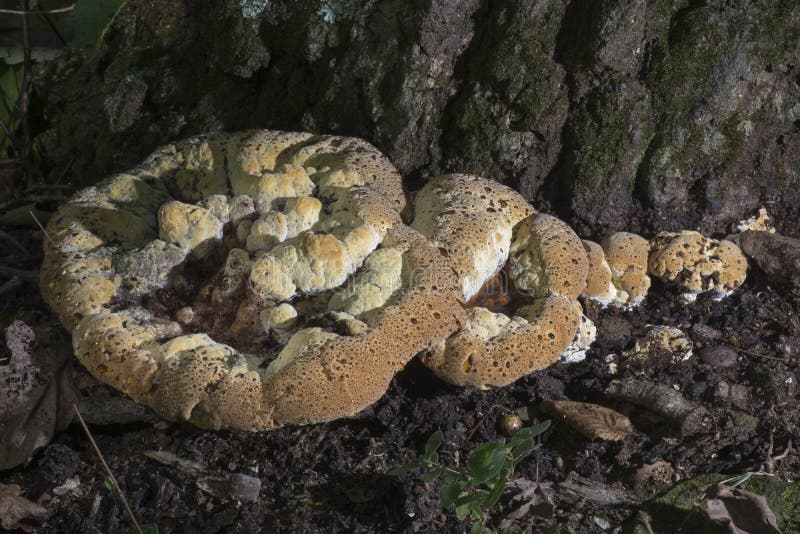 Hongo Grande En La Base Del árbol Imagen de archivo - Imagen de ...
