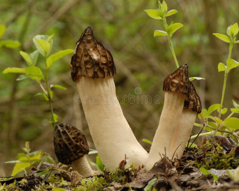 Hongo De La Morilla Temprana (bohemica De Verpa) Imagen de archivo ...