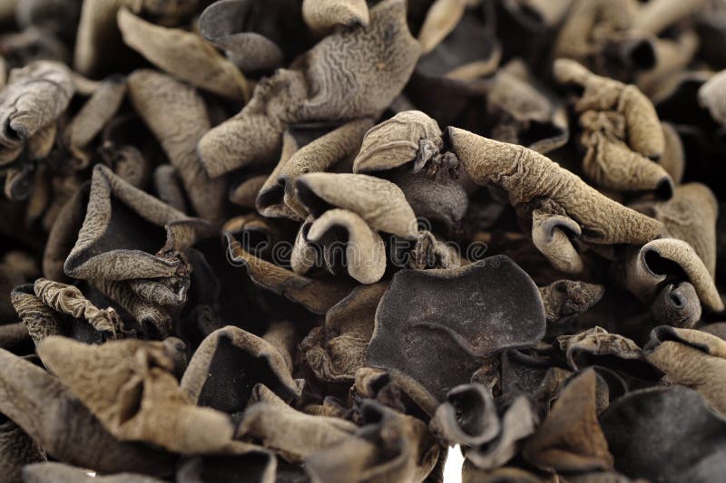 Hongo Negro Sobre Fondo Blanco Imagen de archivo - Imagen de medicina ...