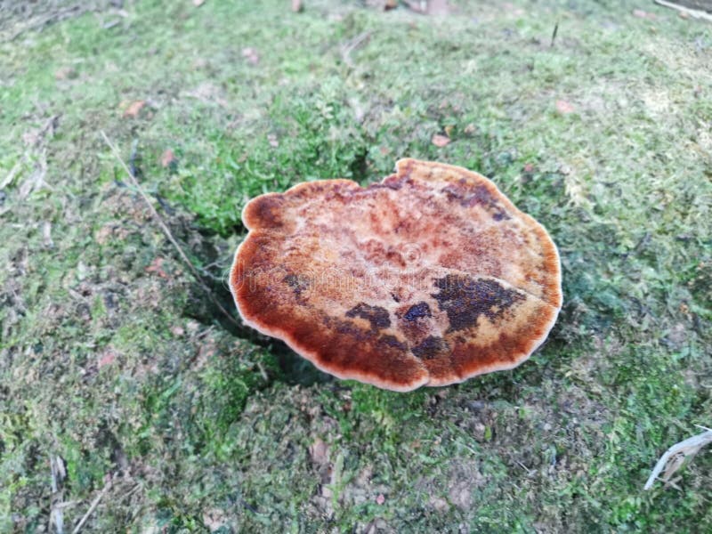 Hongo Ocular De Tigres Pardos Redondos Imagen de archivo - Imagen de ...