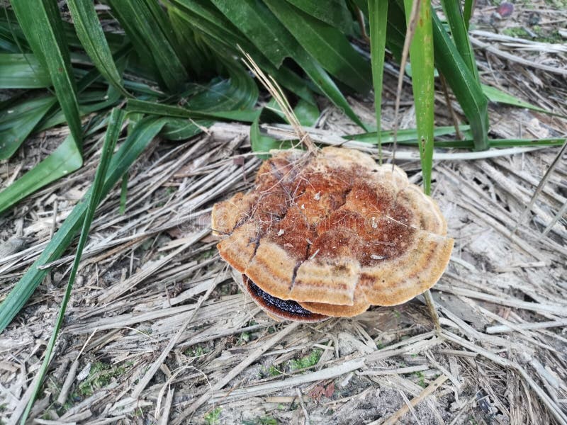 Hongo Ocular De Tigres Pardos Redondos Foto de archivo - Imagen de ...