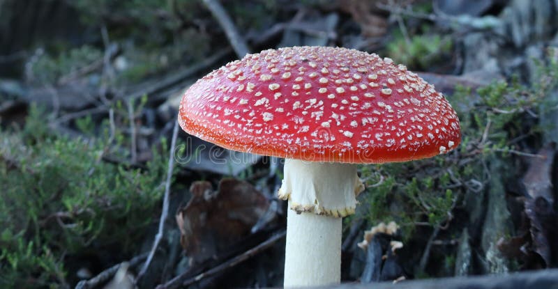 Hongo rojo perfecto foto de archivo. Imagen de seta - 167100820