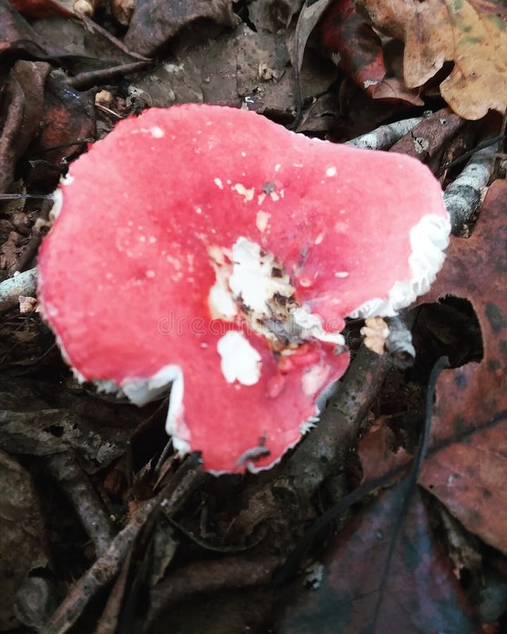 Hongo rosa en las hojas foto de archivo. Imagen de hojas - 188315586