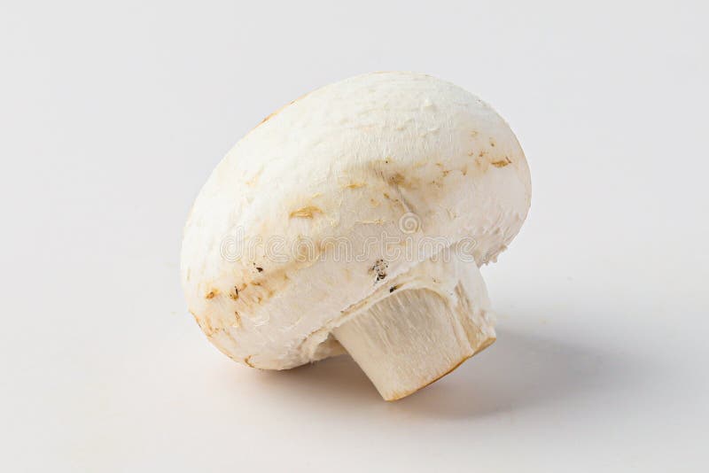 Hongo Toadstool Hongo Hongo Hongo Blanco Hongo Hongo Foto de archivo ...