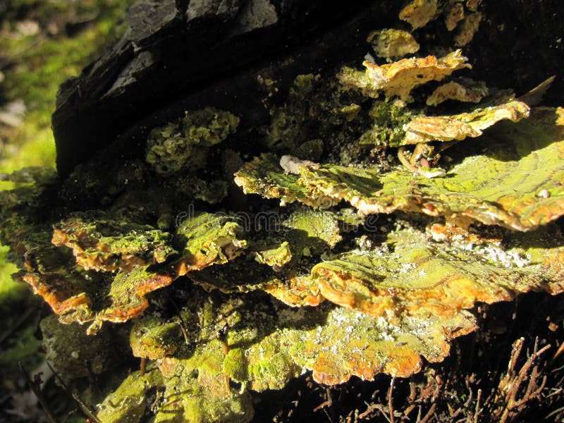 Hongo verde imagen de archivo. Imagen de verde, corchete - 111588553